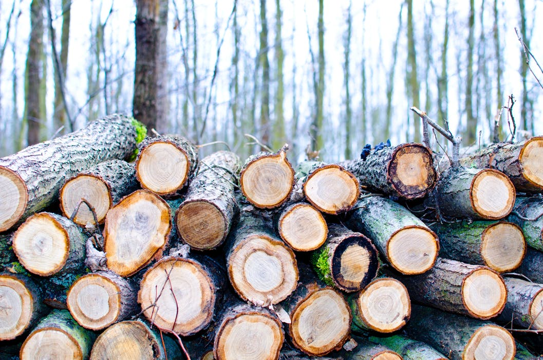10 Major Mistakes To Avoid When Cutting Trees The Environmental Blog 10 Major Mistakes To Avoid When Cutting Trees The Environmental Blog