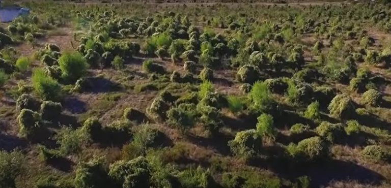 Can cloud seeding make the UAE's desert green? - The Environmental Blog