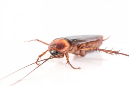 How to Get Rid Of German Roaches: A Comprehensive Guide - The ...