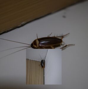 How to Get Rid Of German Roaches: A Comprehensive Guide - The ...