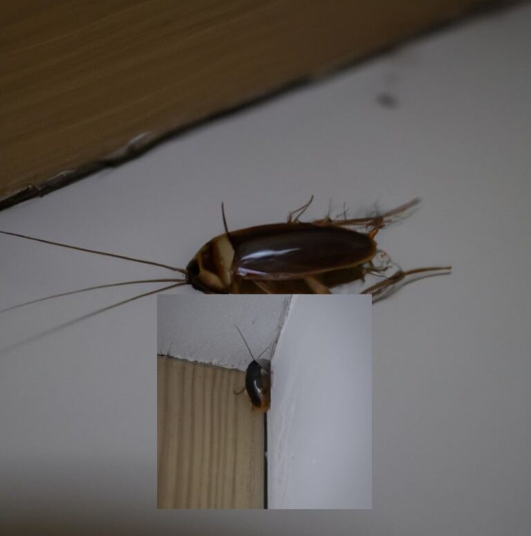 How to Get Rid Of German Roaches: A Comprehensive Guide - The ...