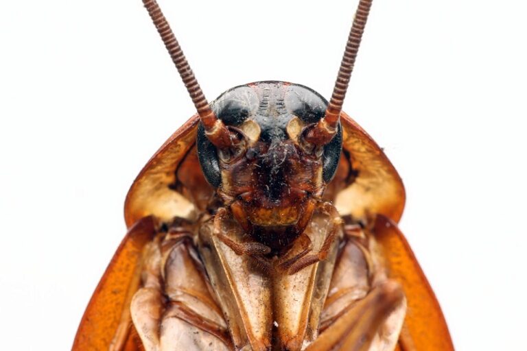 How to Get Rid Of German Roaches: A Comprehensive Guide - The ...