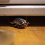 How to Get Rid Of German Roaches: A Comprehensive Guide - The ...