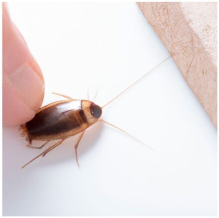 How to Get Rid Of German Roaches: A Comprehensive Guide - The ...