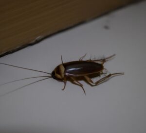 How to Get Rid Of German Roaches: A Comprehensive Guide - The ...
