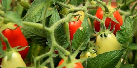 Organic Roma Tomato Growing Guide: Harvest More with These Simple ...