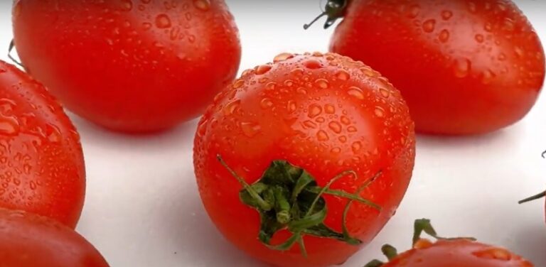 Organic Roma Tomato Growing Guide: Harvest More with These Simple ...
