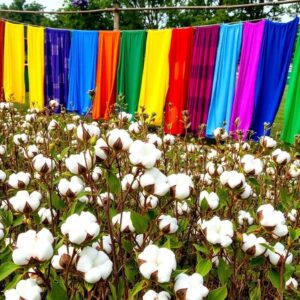 Journey of Cotton from Plant to Fabric Understanding Its Impact on ...