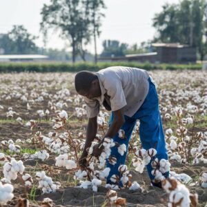 Journey of Cotton from Plant to Fabric Understanding Its Impact on ...