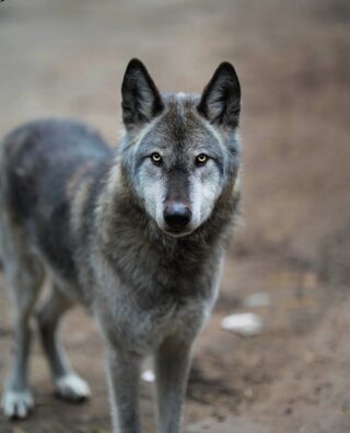 Wolfdog Guide: History, Breeds, Myths, and Essential Tips for Ownership ...