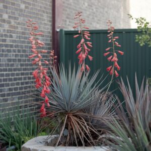 Red Yucca in Urban Landscaping: Why Cities are Obsessed with this Tough ...