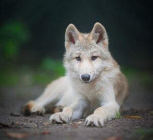 Wolfdog Guide: History, Breeds, Myths, and Essential Tips for Ownership ...