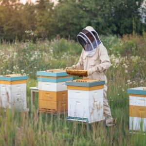 How to Properly Site an Apiary - The Environmental Blog