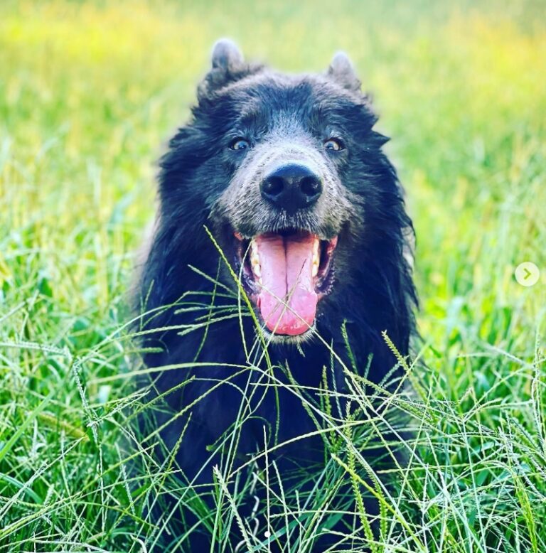 Is a Blue Bay Shepherd the Right Dog for Your Family? - The ...
