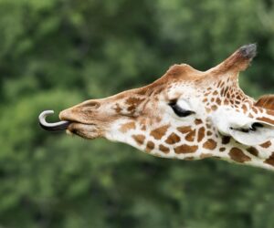 What Colour is a Giraffe’s Tongue? The Science Behind Giraffe Tongue ...