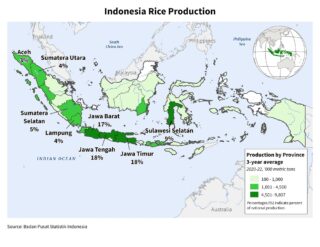 Rice: Balancing Food Security And Environmental Challenges - The Environmental Blog