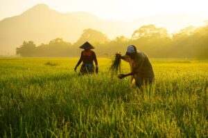 Rice: Balancing Food Security And Environmental Challenges - The Environmental Blog