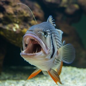 Are Angler Fish Found in Cold Waters? Habitat of Angler Fish - The ...