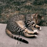 Why Do Cats Tails Fall Off? Shocking Causes & How to Prevent It! - The ...