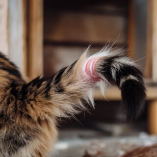 Why Do Cats Tails Fall Off? Shocking Causes & How to Prevent It! - The ...
