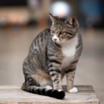 Why Do Cats Tails Fall Off? Shocking Causes & How to Prevent It! - The ...