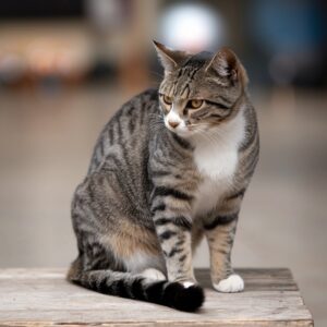 Why Do Cats Tails Fall Off? Shocking Causes & How to Prevent It! - The ...