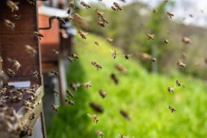 Half of the US Bee Population Is Disappearing - This New Threat Might ...