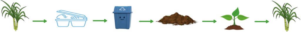 From Sugarcane to Table: The Life Cycle of Bagasse Packaging - The ...