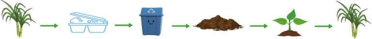 From Sugarcane to Table: The Life Cycle of Bagasse Packaging - The ...