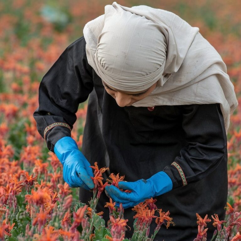 What Does Saffron Taste Like? Discover Its Flavor Profile, Aromatics ...