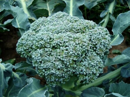 20 Small Green Tree Like Vegetables - The Environmental Blog