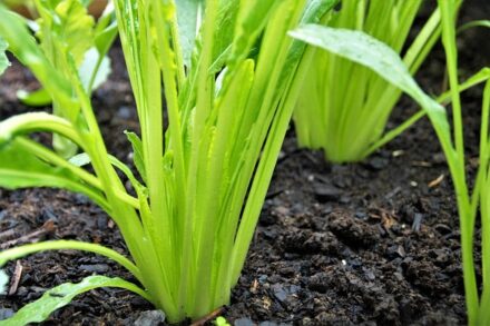 20 Small Green Tree Like Vegetables - The Environmental Blog