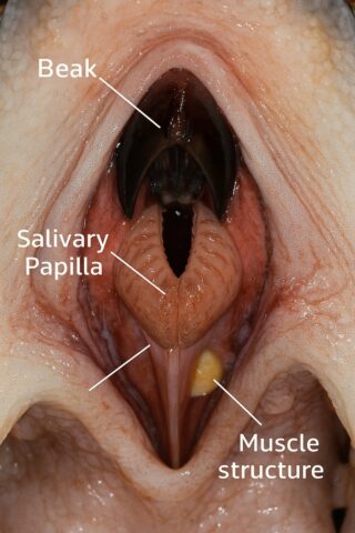 Do Octopuses Have Beaks? Shocking Truth About Their Hidden Bite - The ...