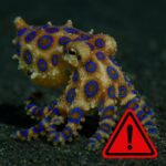 Do Octopuses Have Beaks? Shocking Truth About Their Hidden Bite - The ...