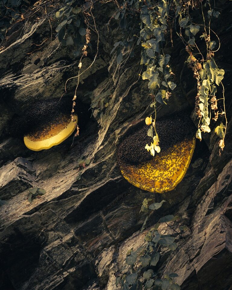 The Role of Himalayan Giant Bees in Mountain Ecosystems and Sustainable ...