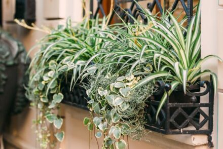Are Spider Plants Toxic to Cats? Vet-Reviewed Safety Guide