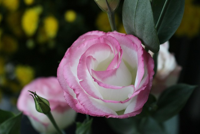 Types of Light Pink Flowers and How to Get Your Hands on Them Wholesale ...